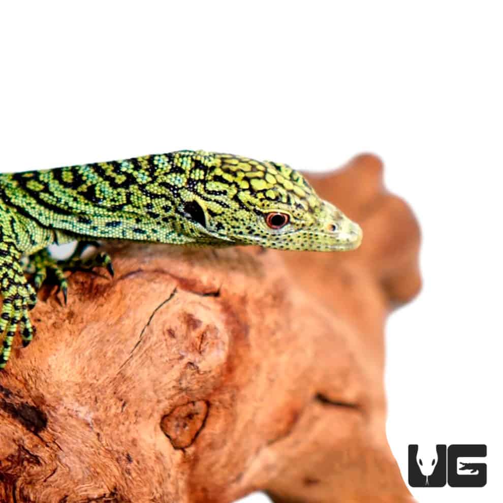 Baby Kordensis Green Tree Monitors For Sale - Underground Reptiles