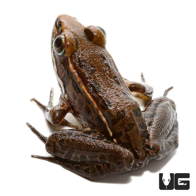 Baby Leopard Frog - Underground Reptiles