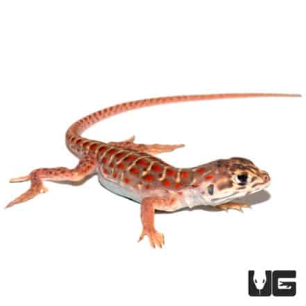 Adult Caiman Lizard (Dracaena guianensis) For Sale - Underground Reptiles