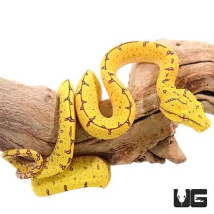Baby Lereh Green Tree Python For Sale - Underground Reptiles