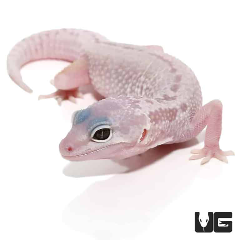 Leopard Geckos For Sale - Underground Reptiles
