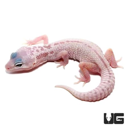 Leopard Geckos For Sale - Underground Reptiles