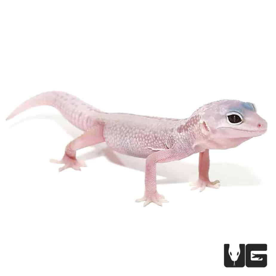 Baby Mack Snow Leucistic Leopard Gecko - Underground Reptiles