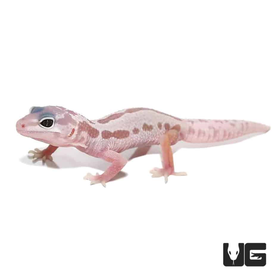 Baby Mack Snow Leucistic Leopard Gecko - Underground Reptiles