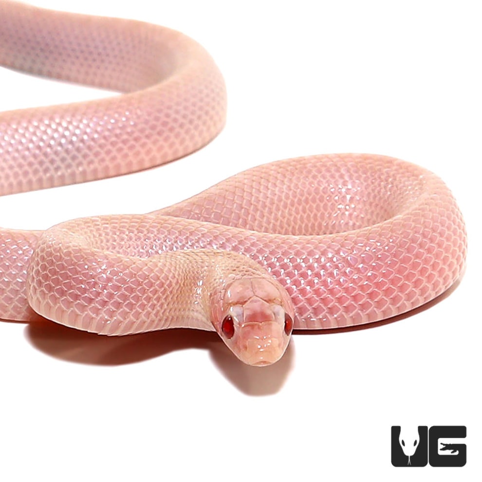 Baby Magenta Florida Kingsnake - Underground Reptiles