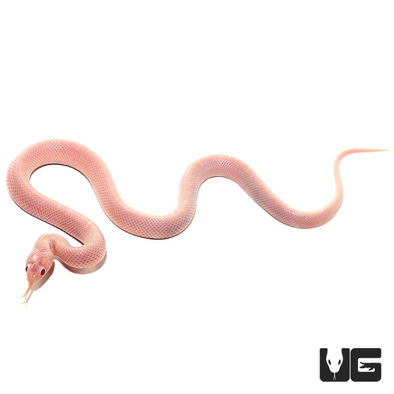 Baby Magenta Florida Kingsnake - Underground Reptiles