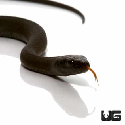 Baby Mangrove Salt Marsh Snake - Underground Reptiles