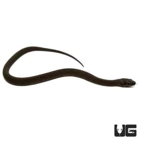 Baby Mangrove Salt Marsh Snake - Underground Reptiles