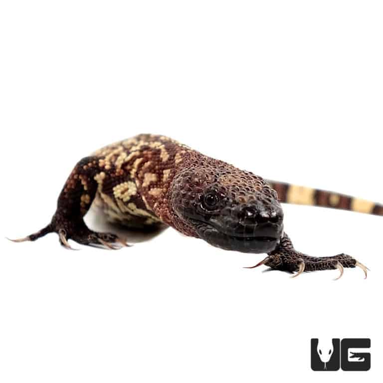 Baby Mexican Beaded Lizard For Sale - Underground Reptiles