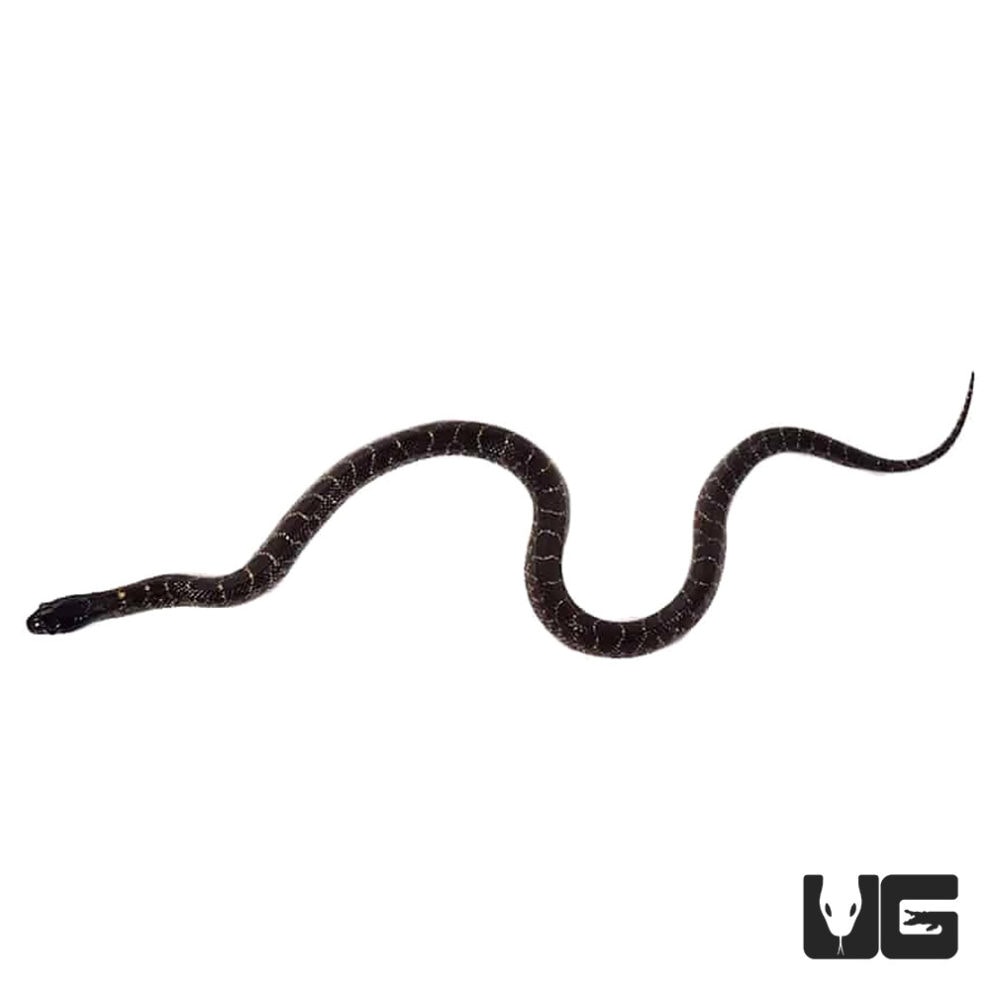 Baby Mexican Black x Desert Kingsnakes For Sale - Underground Reptiles