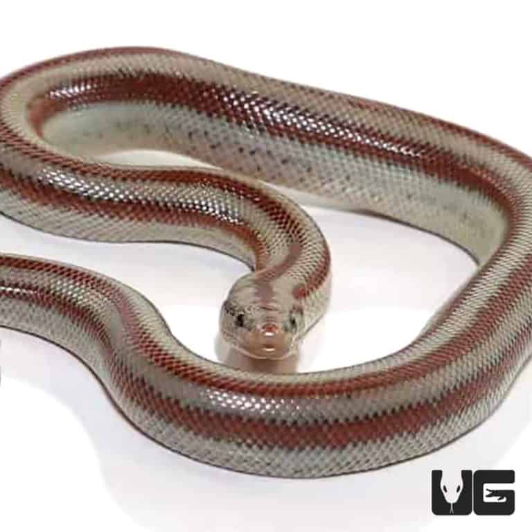 Baby Mexican Rosy Boas For Sale - Underground Reptiles