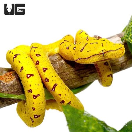 Green Tree Pythons For Sale - Underground Reptiles
