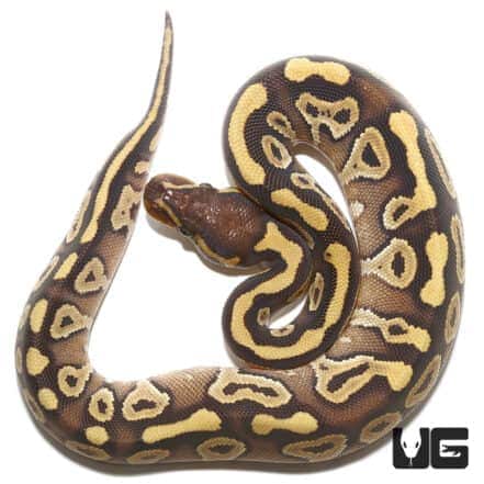 Ball Pythons For Sale - Underground Reptiles
