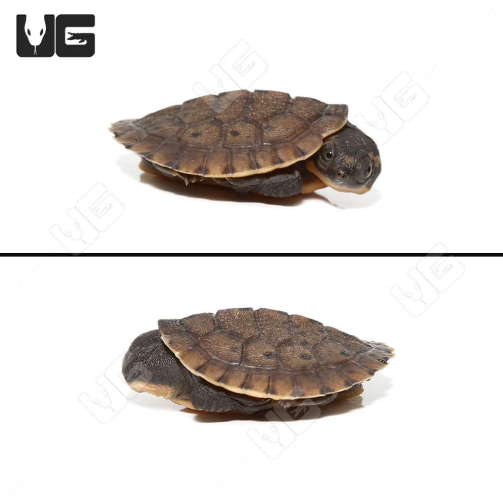 Baby Pinkbelly Snapper For Sale - Underground Reptiles