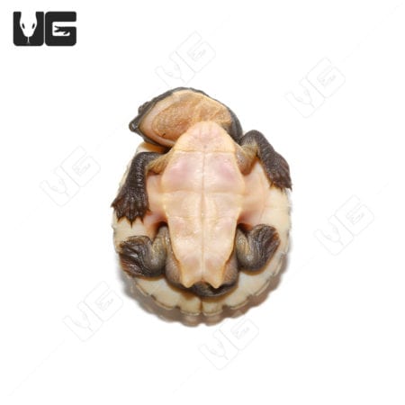 Baby Pinkbelly Snapper For Sale - Underground Reptiles