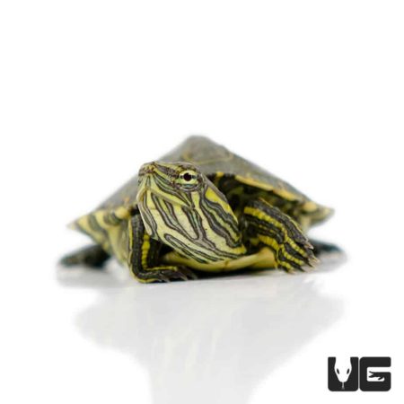 Baby Nicaraguan Ornate Slider Turtles (Trachemys emoli) For Sale ...