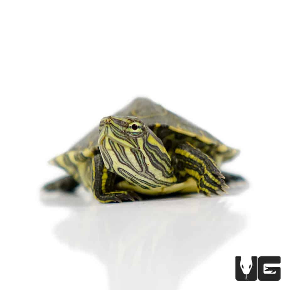 Baby Nicaraguan Ornate Slider Turtles (Trachemys emoli) For Sale ...