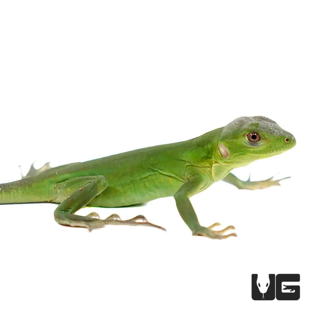 Baby Panda Dragons (Pied Pectinata) For Sale - Underground Reptiles
