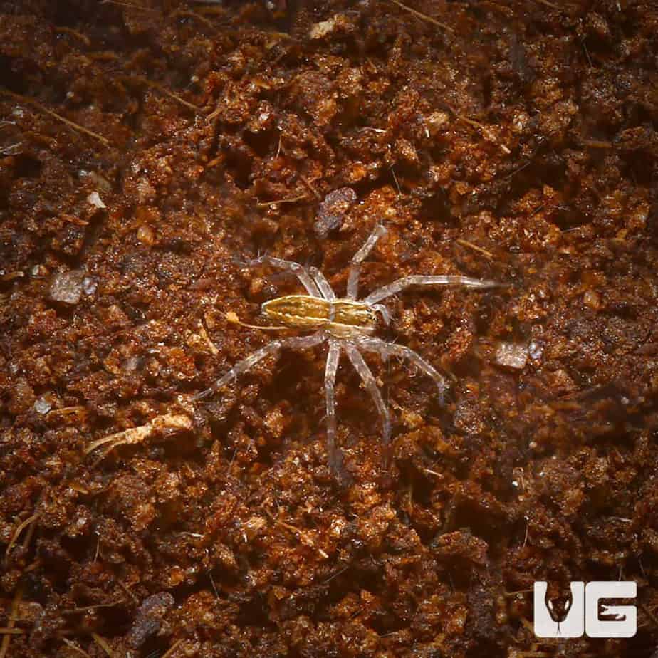 Baby Pine Giant Wolf Spider - Underground Reptiles