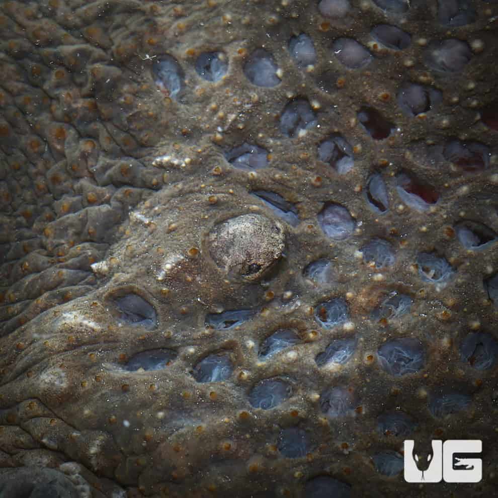 Baby Pipa Pipa Toads For Sale - Underground Reptiles