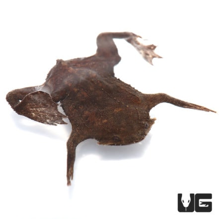 Baby Pipa Pipa Toads For Sale - Underground Reptiles