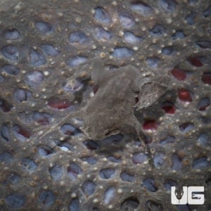 Baby Pipa Pipa Toads For Sale - Underground Reptiles