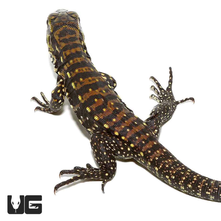 Captive Bred Tegus For Sale - Underground Reptiles