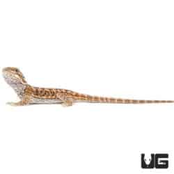 Baby Red Bearded Dragons - Underground Reptiles