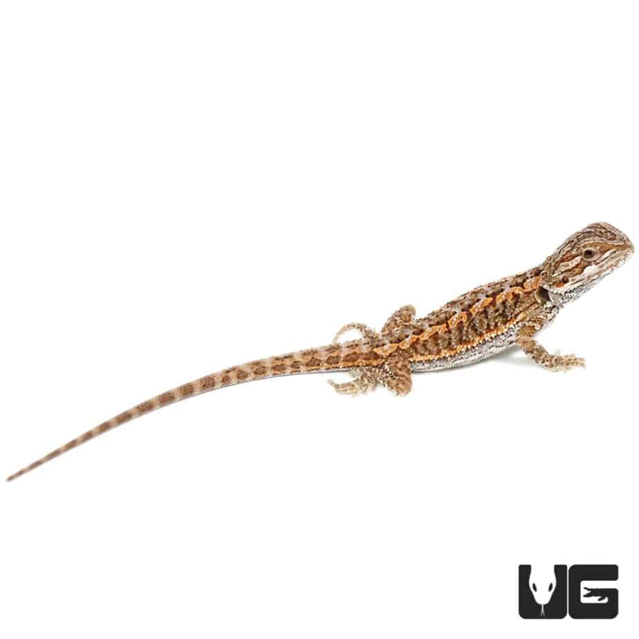Baby Red Bearded Dragons - Underground Reptiles