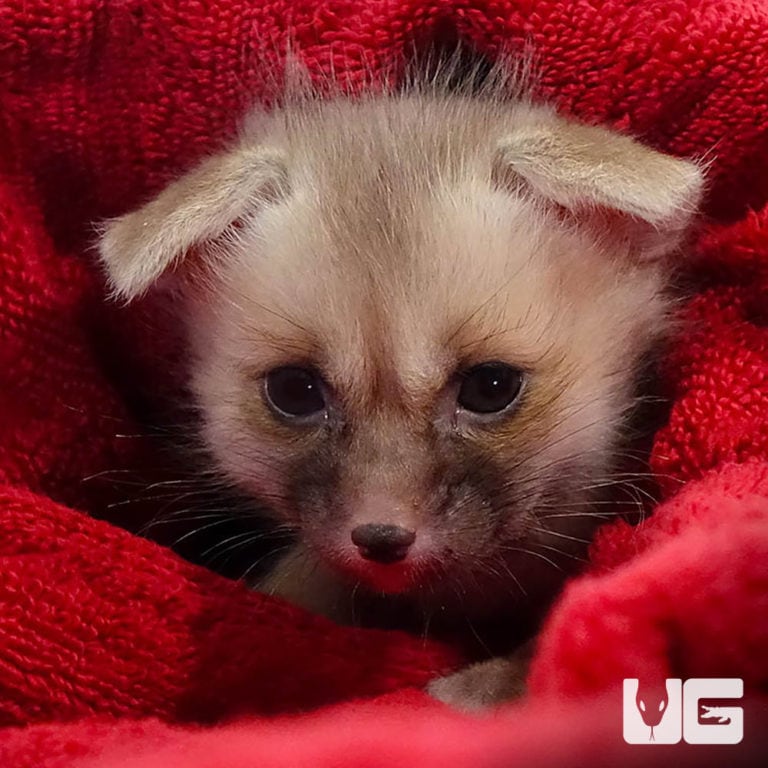 C. B. Baby Ruppell's Fox - Underground Reptiles