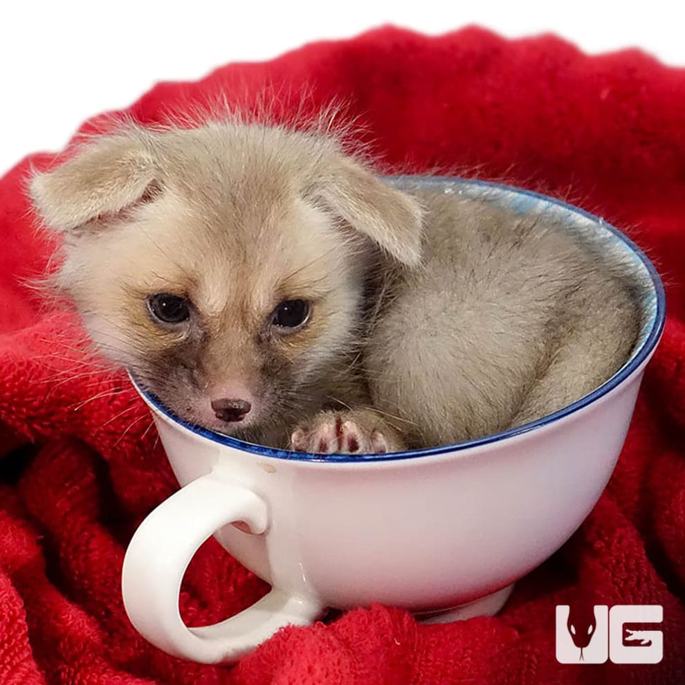 C. B. Baby Ruppell's Fox - Underground Reptiles