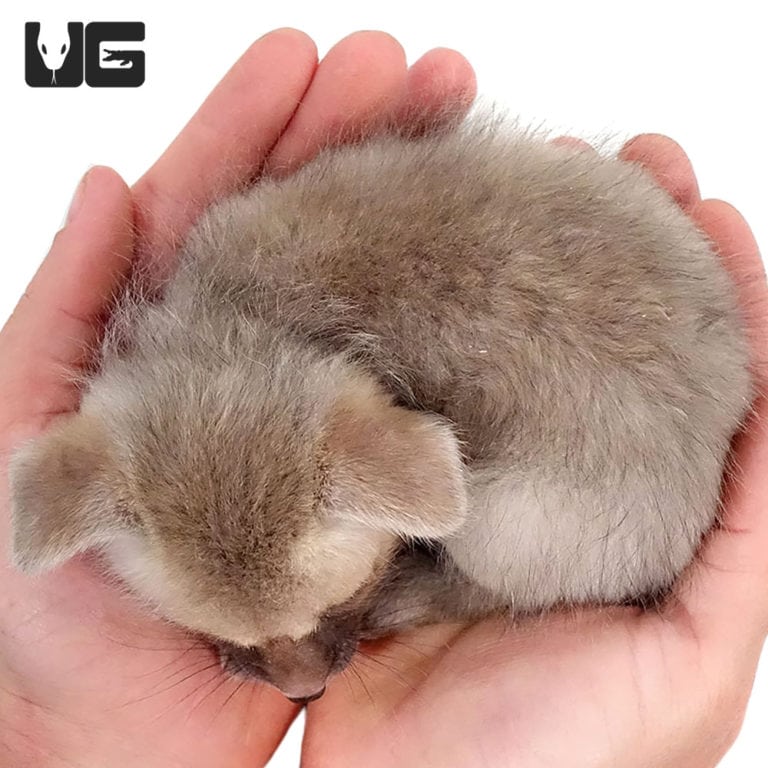 C. B. Baby Ruppell's Fox - Underground Reptiles