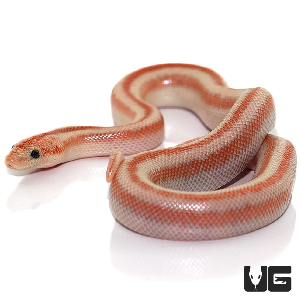 Boas For Sale - Underground Reptiles