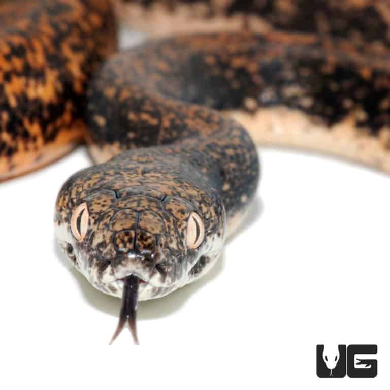 Baby Savu Python - Underground Reptiles