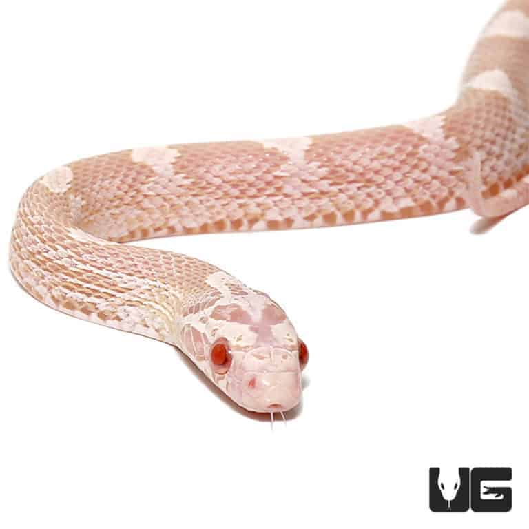 Baby Snow Cornsnakes (Pantherophis guttatus) For Sale - Underground ...