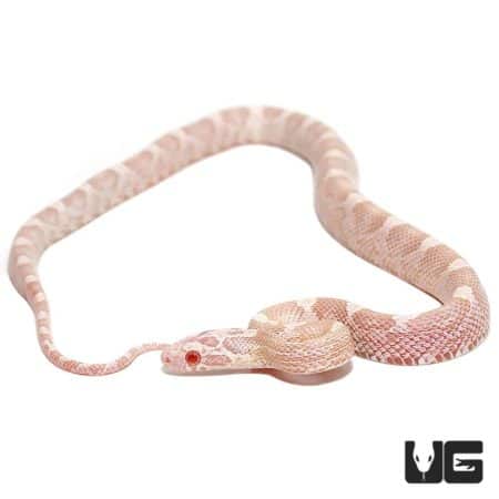 Baby Snow Cornsnakes For Sale - Underground Reptiles