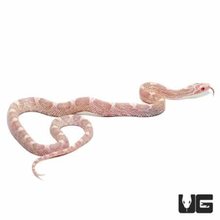 Baby Snow Cornsnakes (Pantherophis guttatus) For Sale - Underground ...