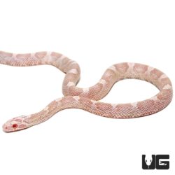 Baby Snow Cornsnakes For Sale - Underground Reptiles