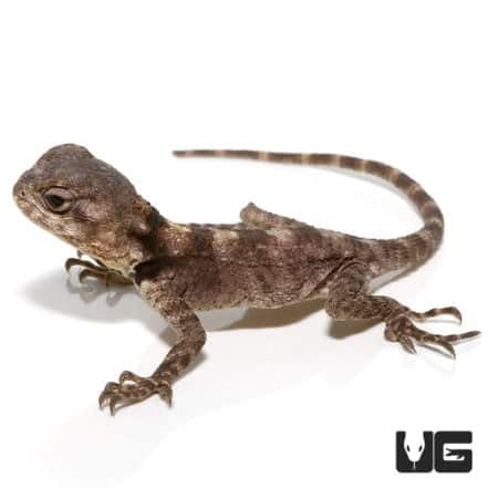 Baby Starred Agama - Underground Reptiles