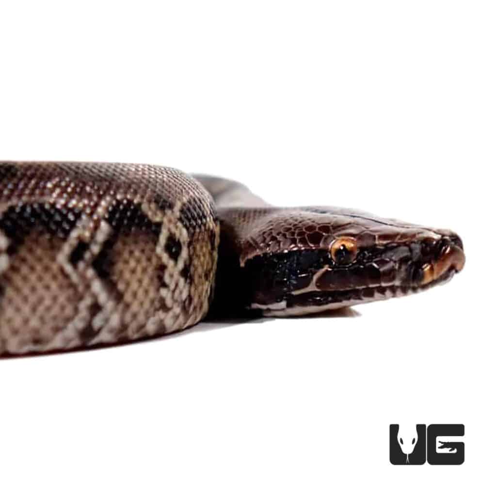 Baby Sumatran Short Tail Python For Sale - Underground Reptiles