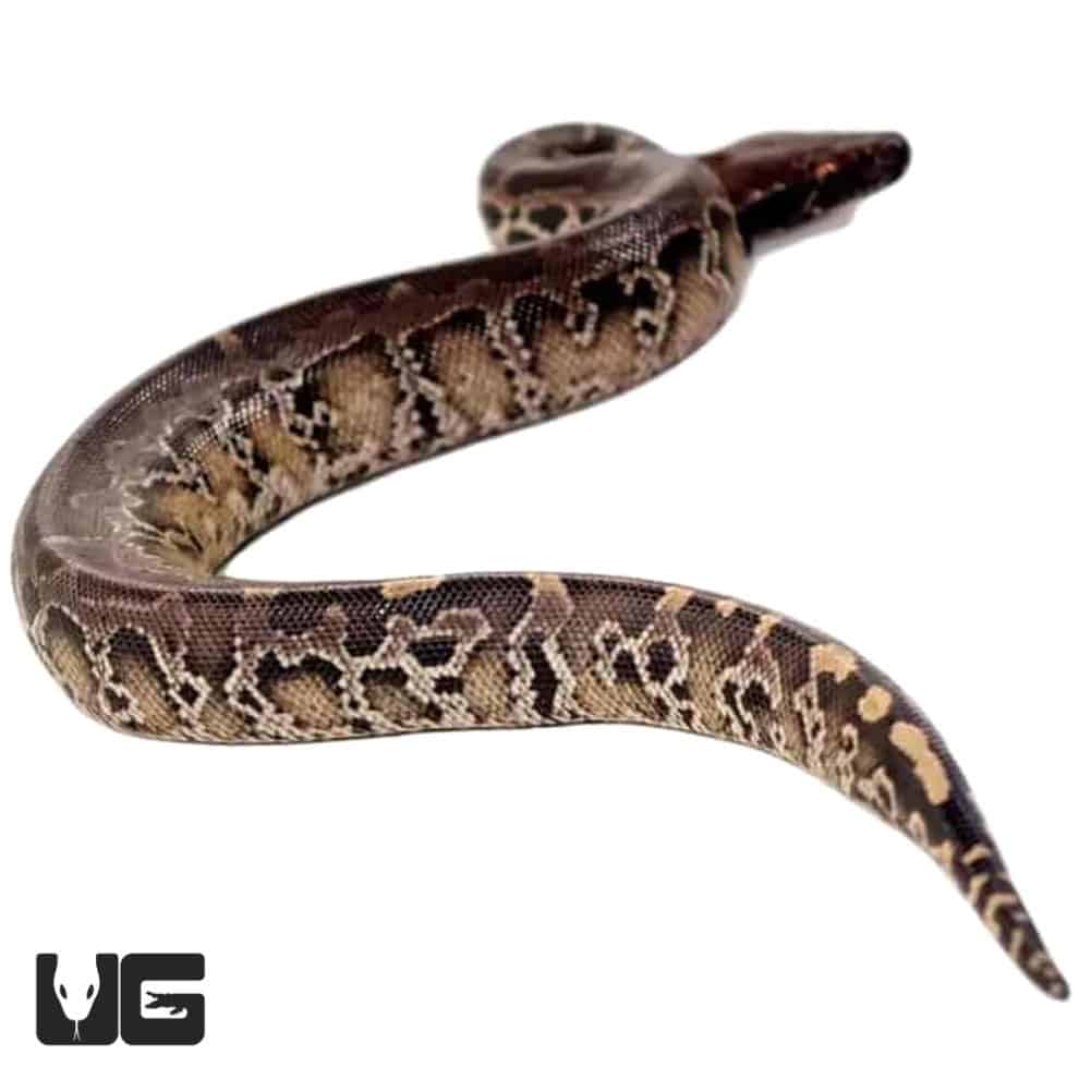 Baby Sumatran Short Tail Python For Sale - Underground Reptiles