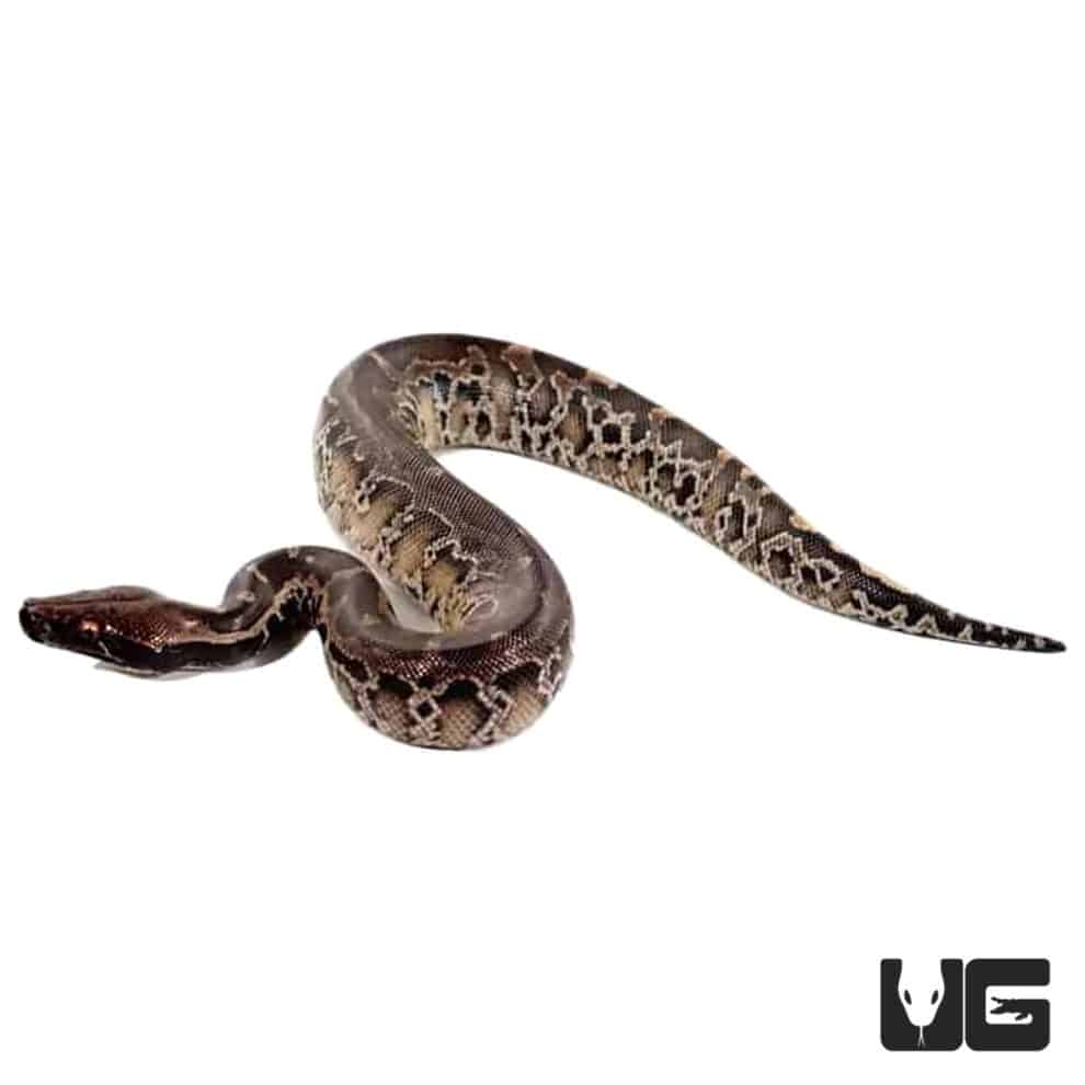 Baby Sumatran Short Tail Python For Sale - Underground Reptiles