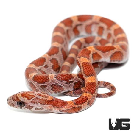 C.B. Baby Sunkissed Cornsnake - Underground Reptiles