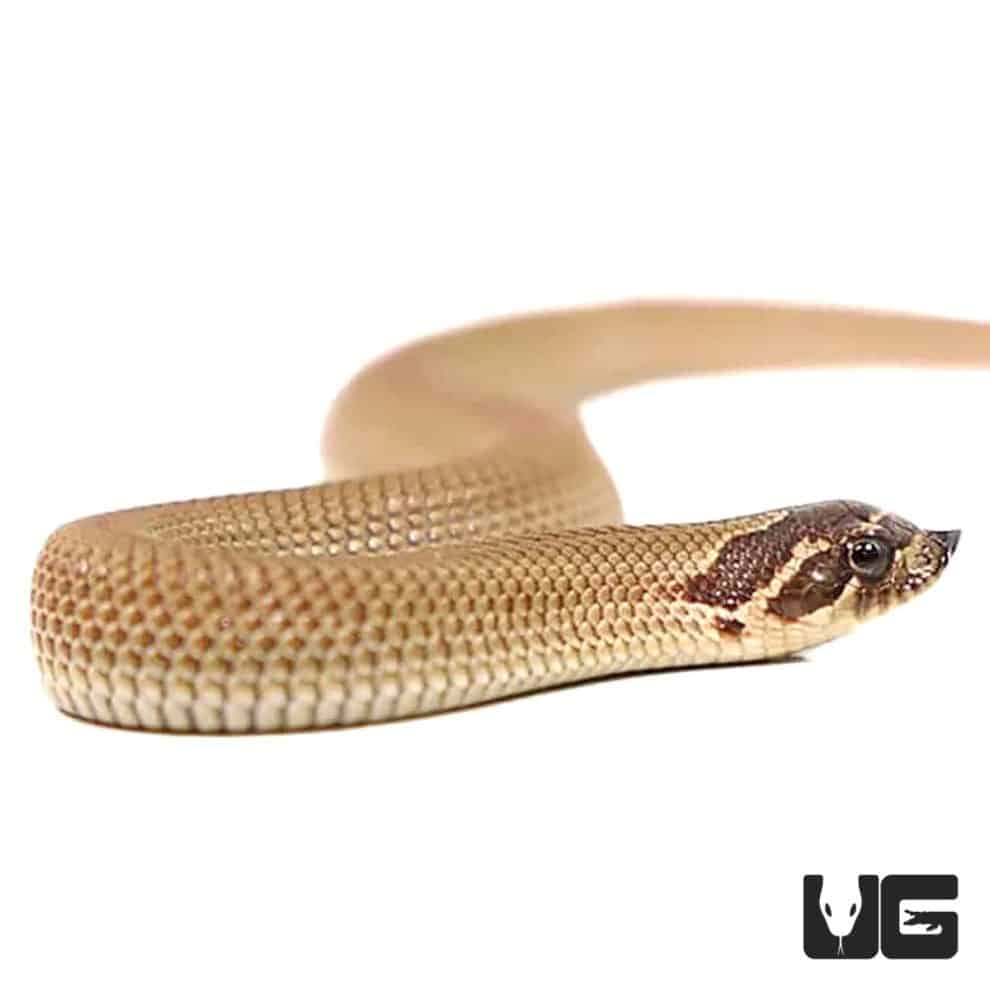 Baby Super Anaconda Western Hognose Snakes For Sale - Underground Reptiles