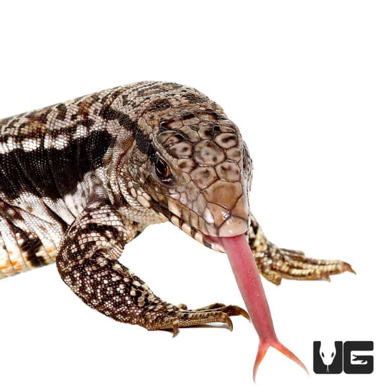 Other Lizards For Sale - Underground Reptiles