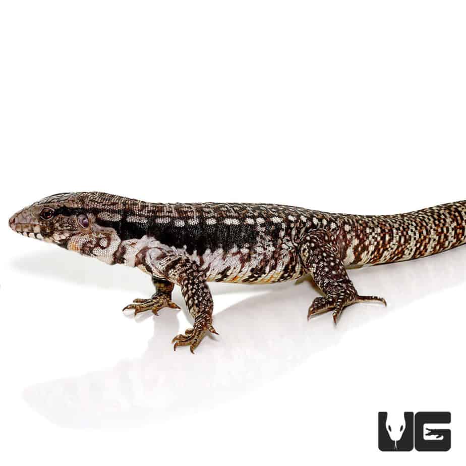 Baby Super Blue Tegu For Sale - Underground Reptiles