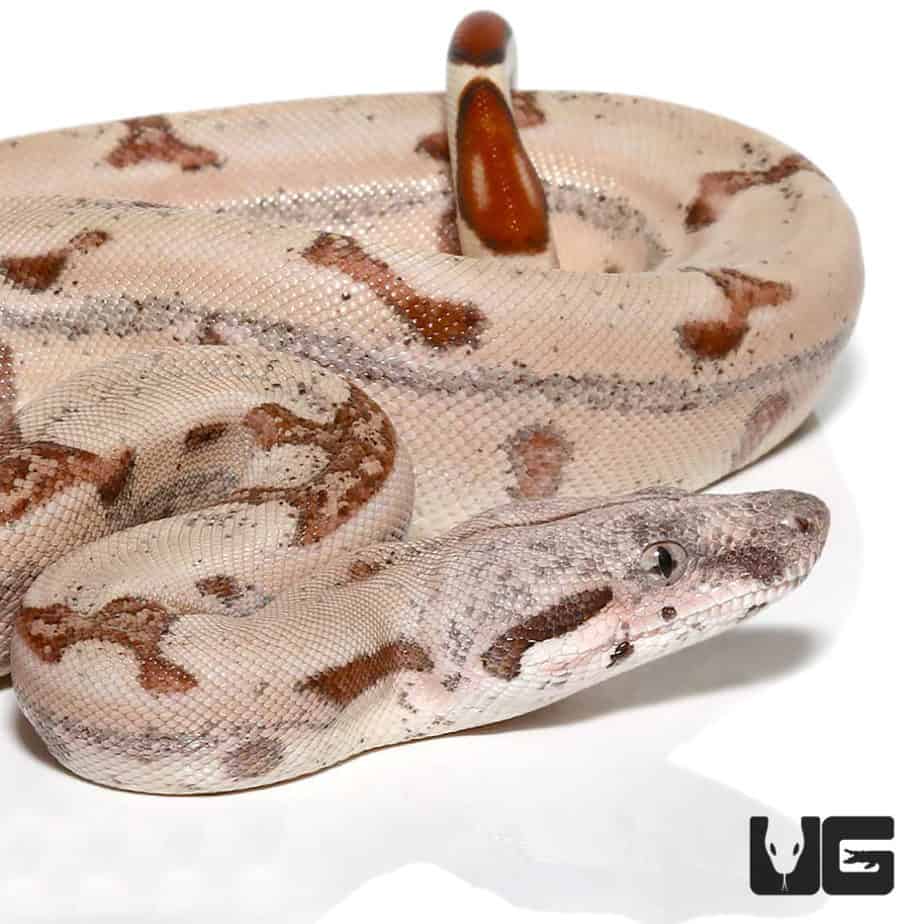 Baby Super Hypo Colombian Redtail Boa - Underground Reptiles