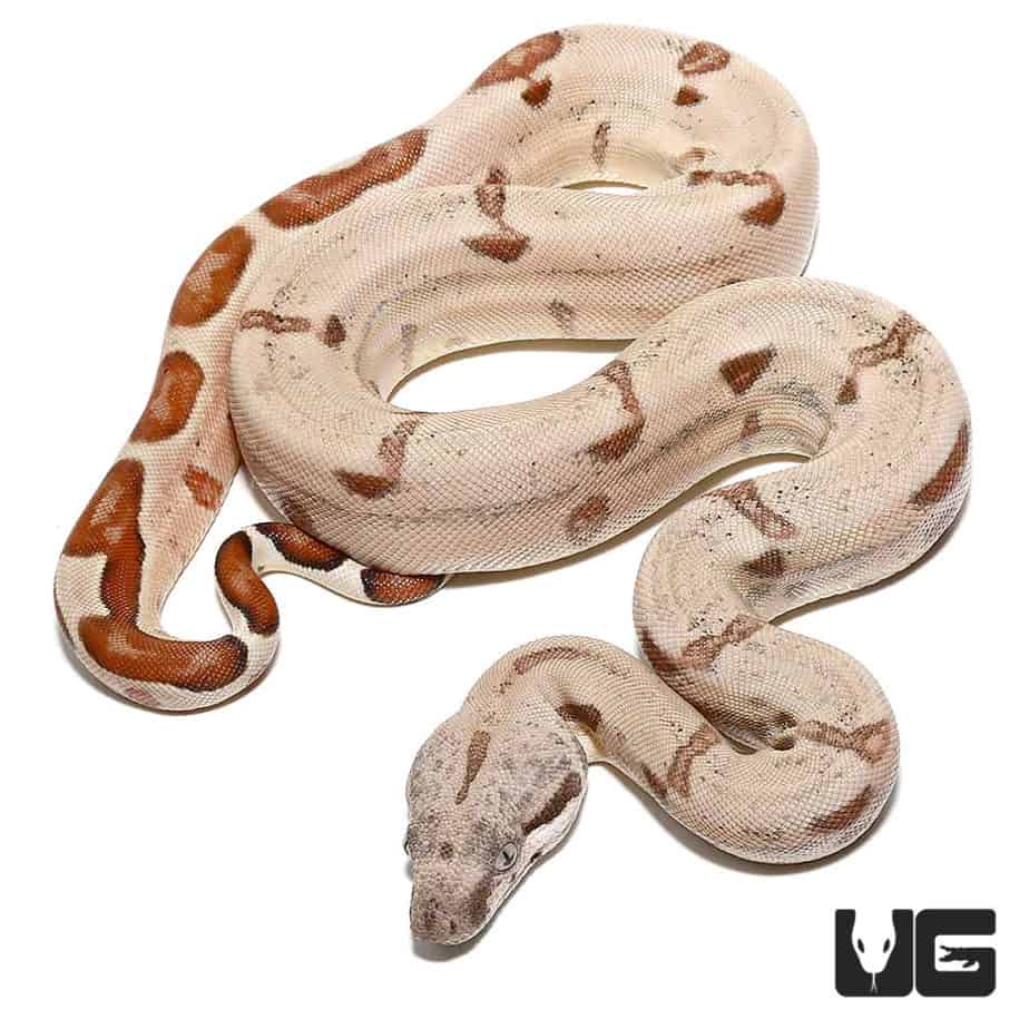 Baby Super Hypo Colombian Redtail Boa - Underground Reptiles