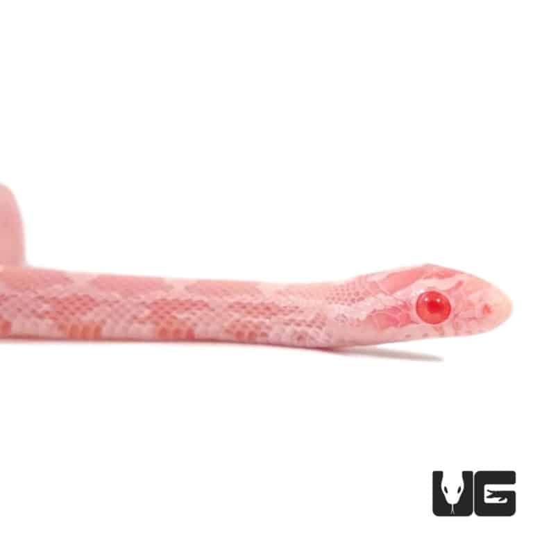 Baby Super Salmon Snow Cornsnake For Sale - Underground Reptiles