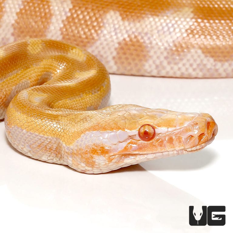 Blood Pythons For Sale - Underground Reptiles